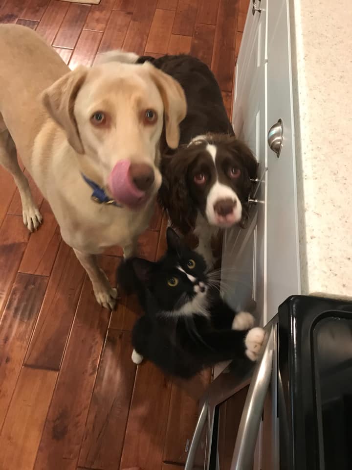 GALLERY: Pets of the Tri-State - The Tribune | The Tribune