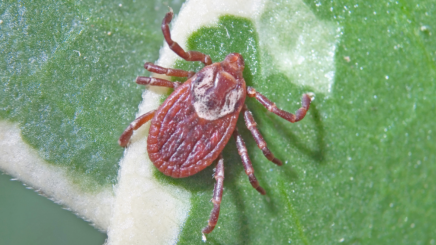 Precautions can help prevent tick and mosquito illnesses | The Tribune