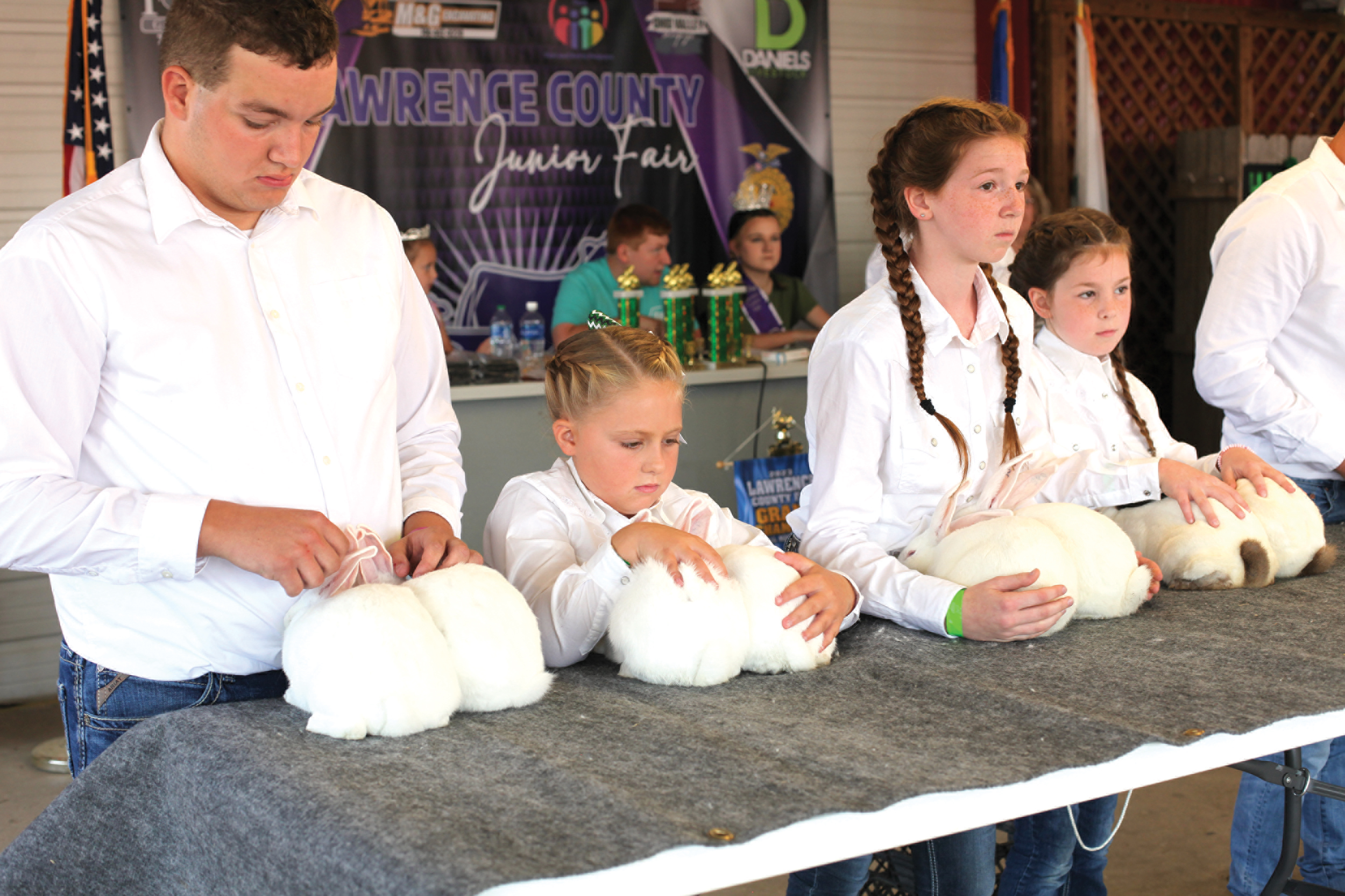 4-H ers show market rabbits at fair | The Tribune