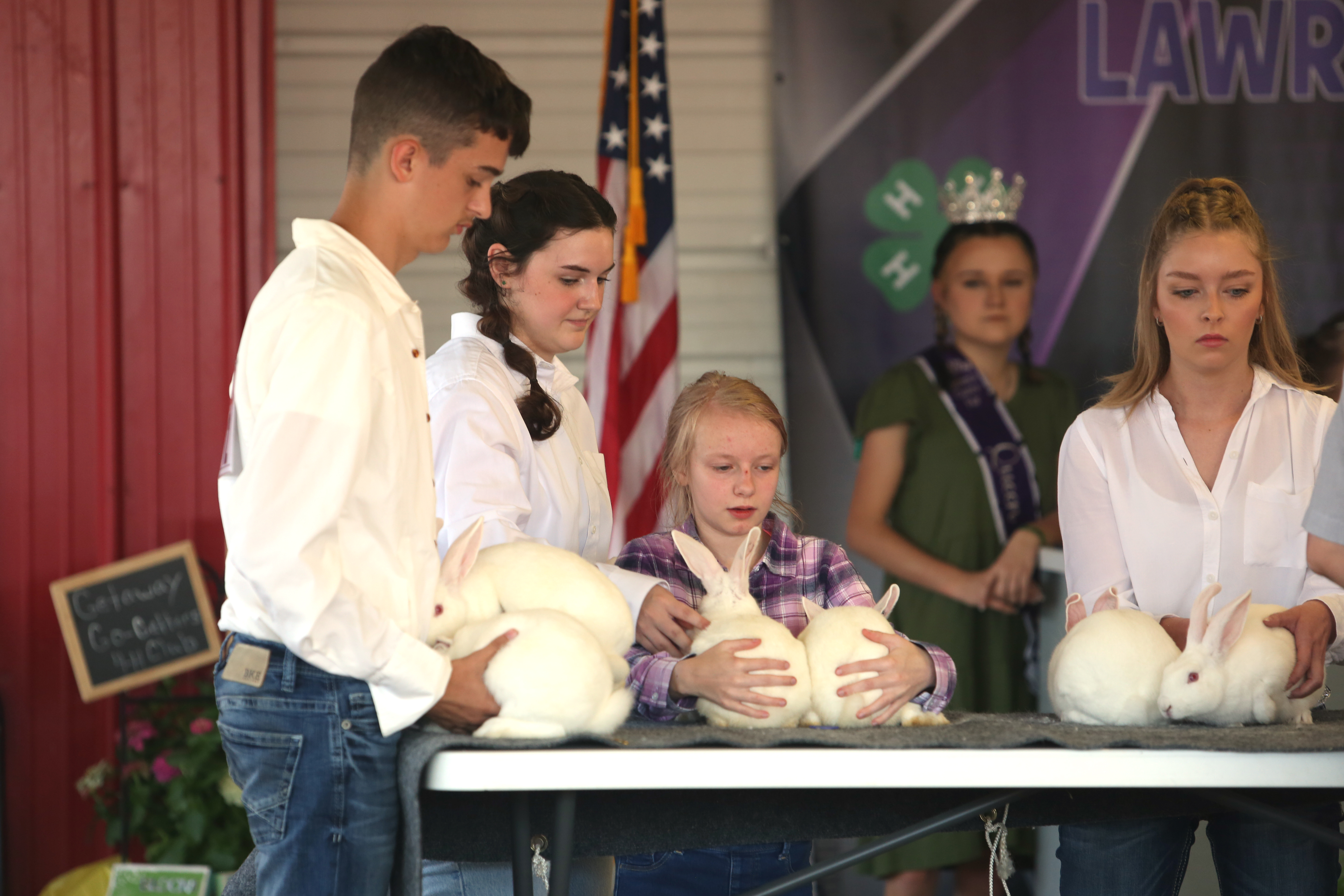 4-H ers show market rabbits at fair | The Tribune