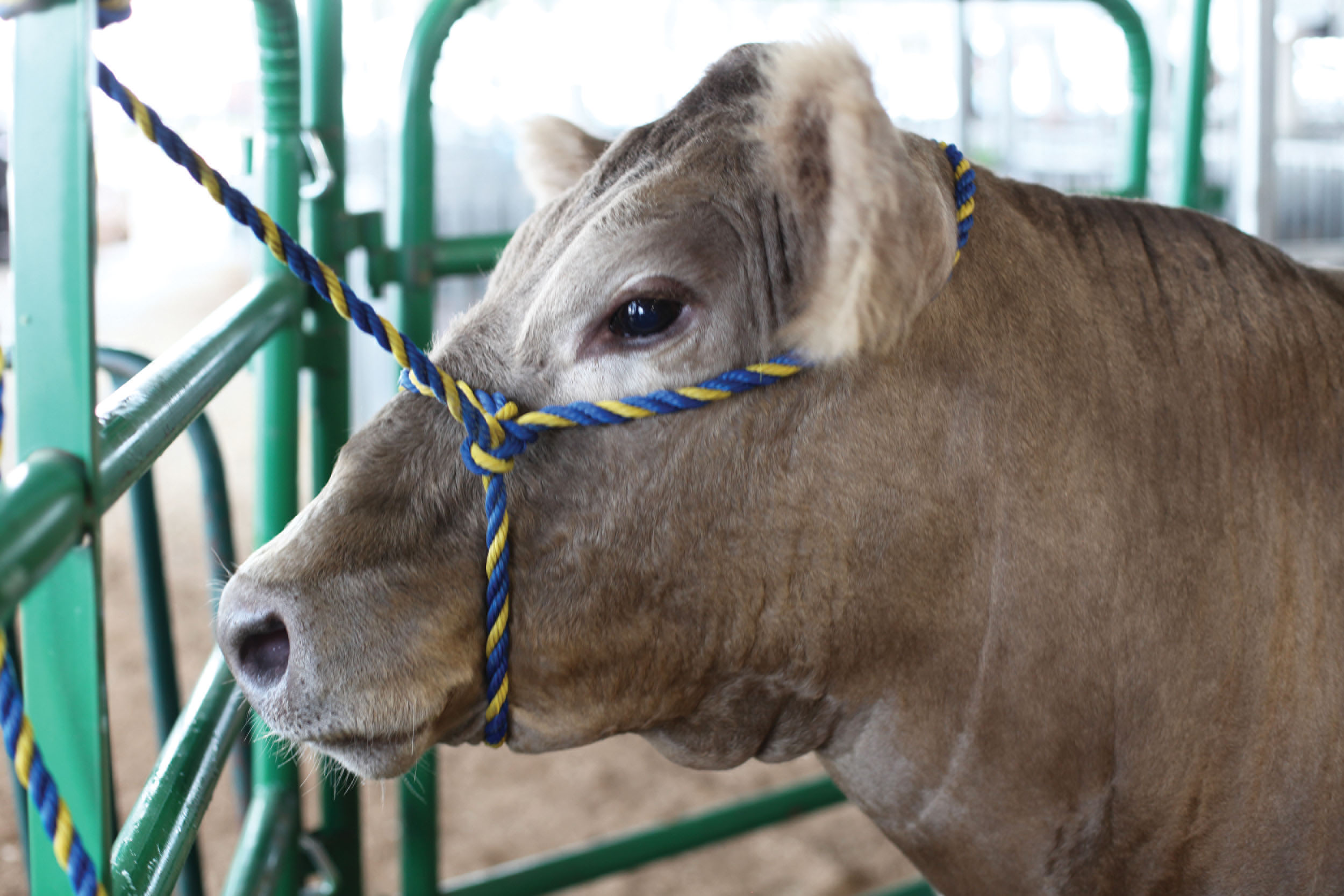 Scenes from the 2023 Lawrence County Fair – Vol. 5 | The Tribune