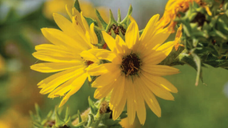 The rare Compass Plant resides in the hills of Lawrence County - The ...